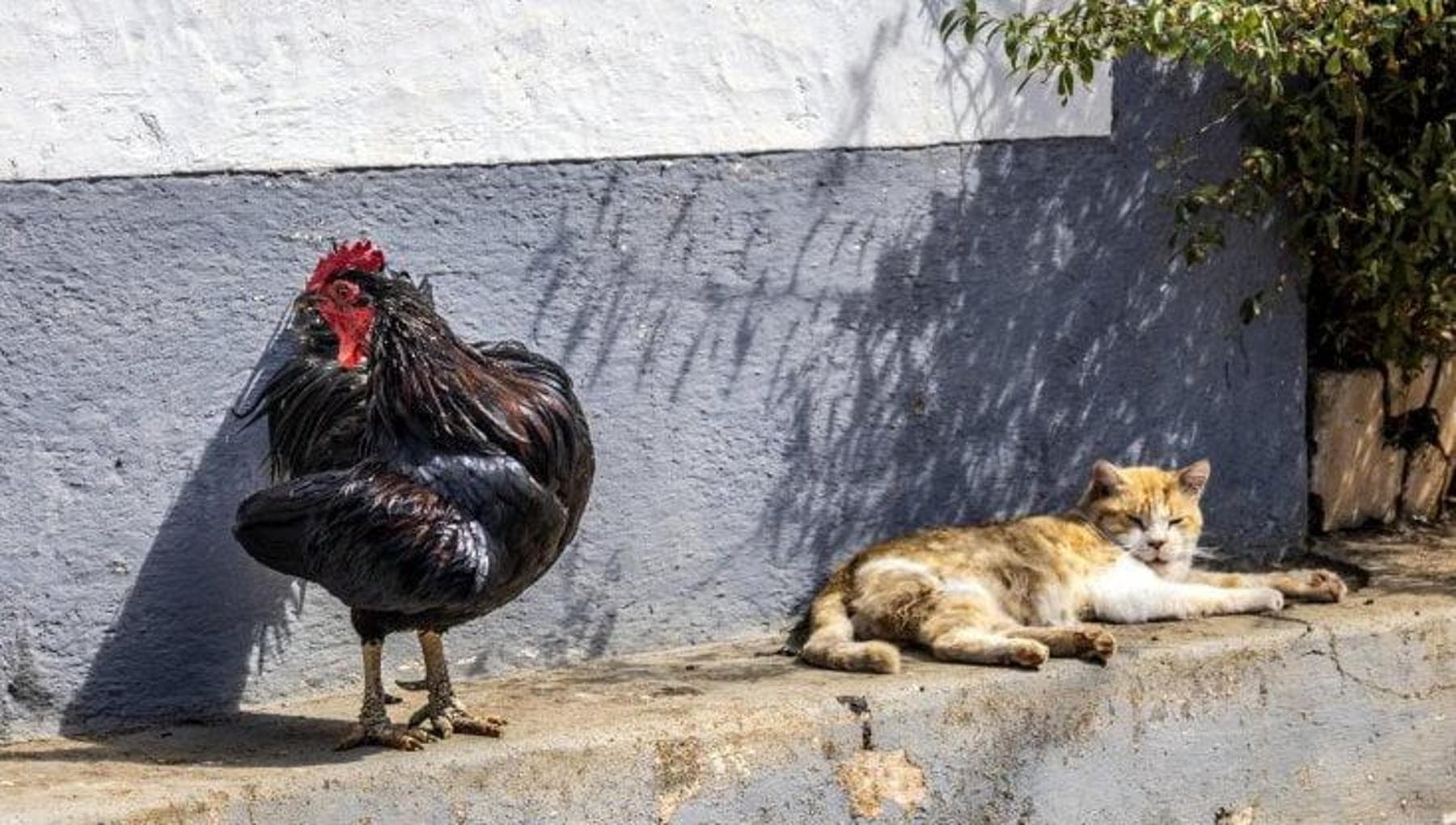 Influenza aviaria, i gatti sono più in pericolo dei cani. E ora i ...