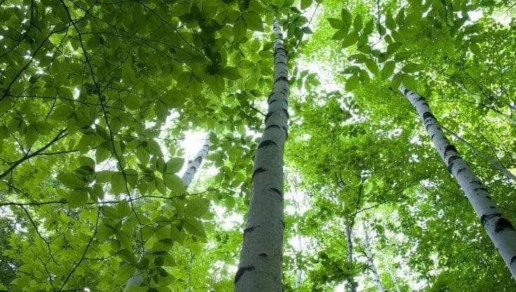 Betulla: come curare l'albero che resiste a caldo e freddo - la Repubblica