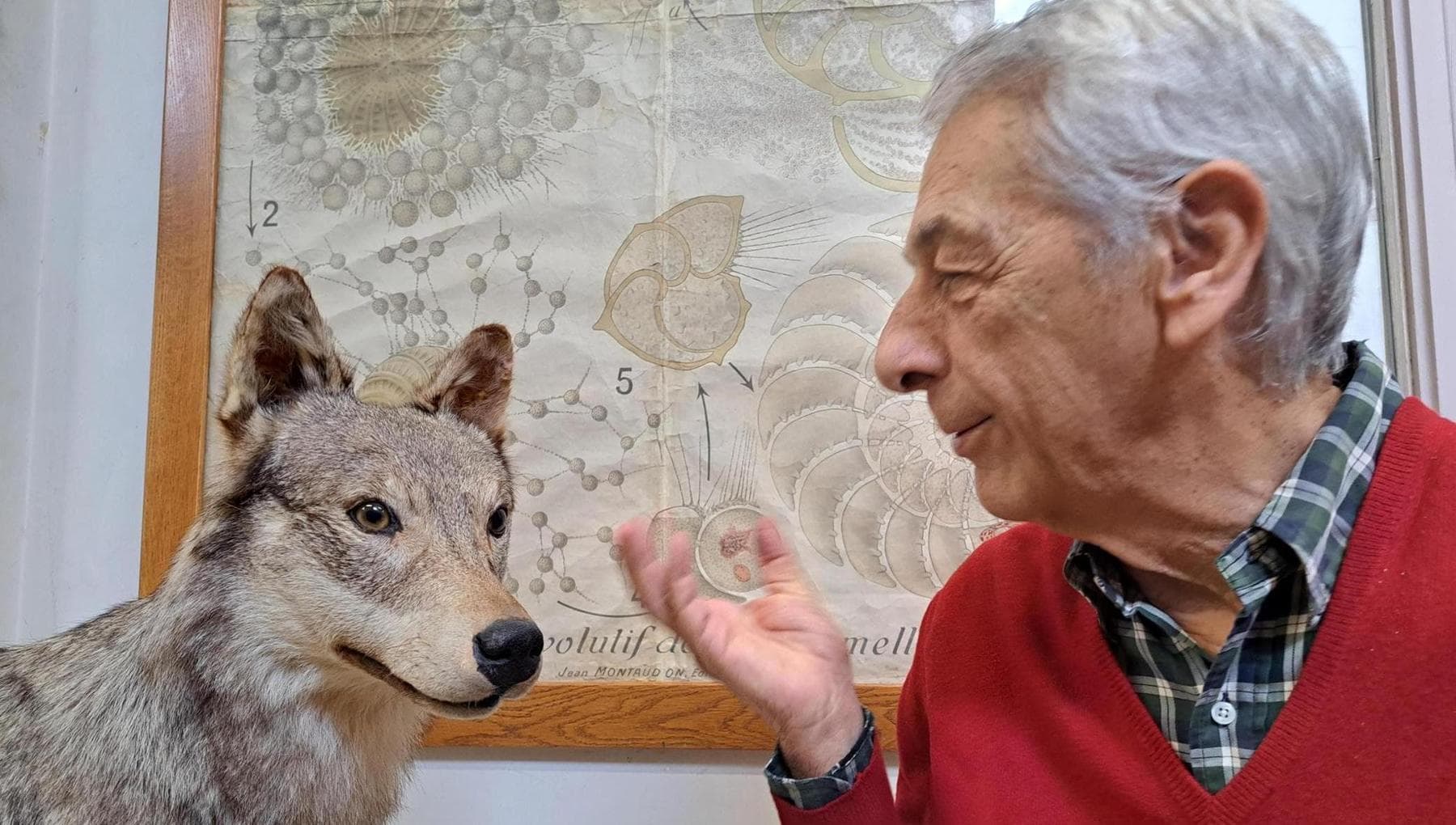 Giornata mondiale della fauna selvatica, Boitani: “Convivere con orsi e ...