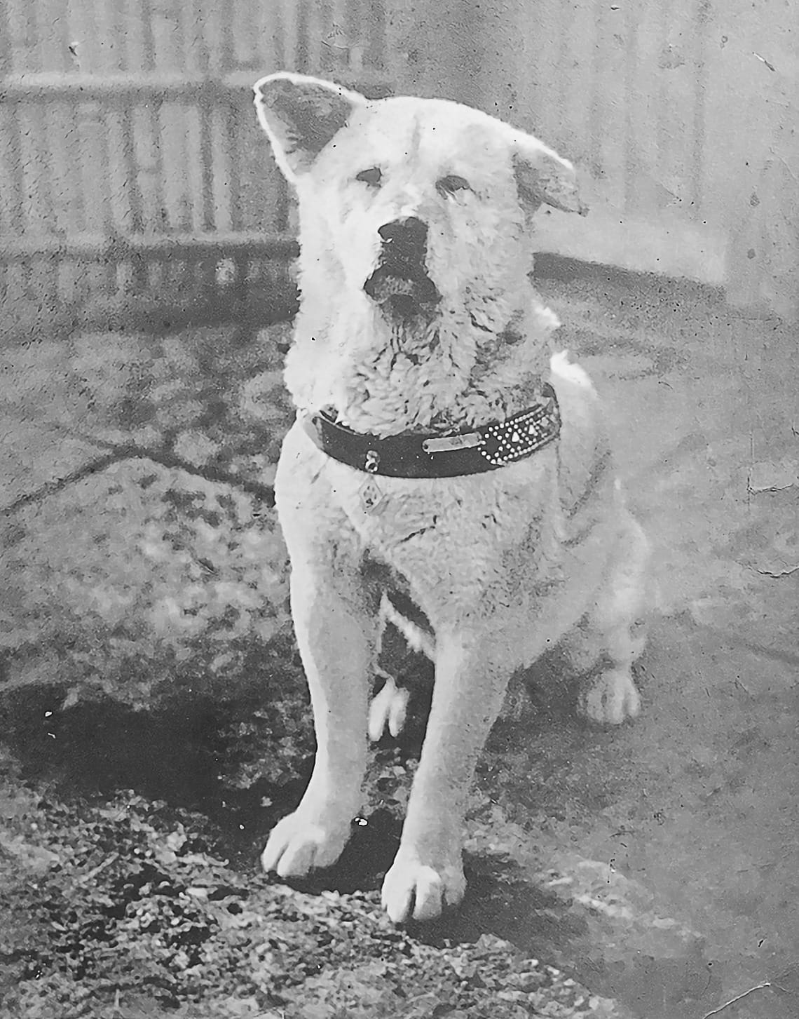 Hachiko, 90 anni dopo: il cane che ci ha insegnato il vero significato ...