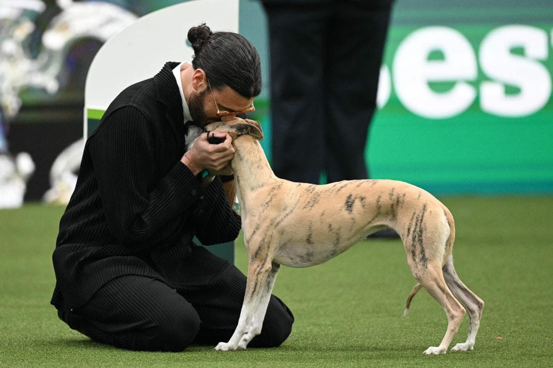 Per la prima volta un cane italiano vince il Cruft show: è Miuccia, una ...