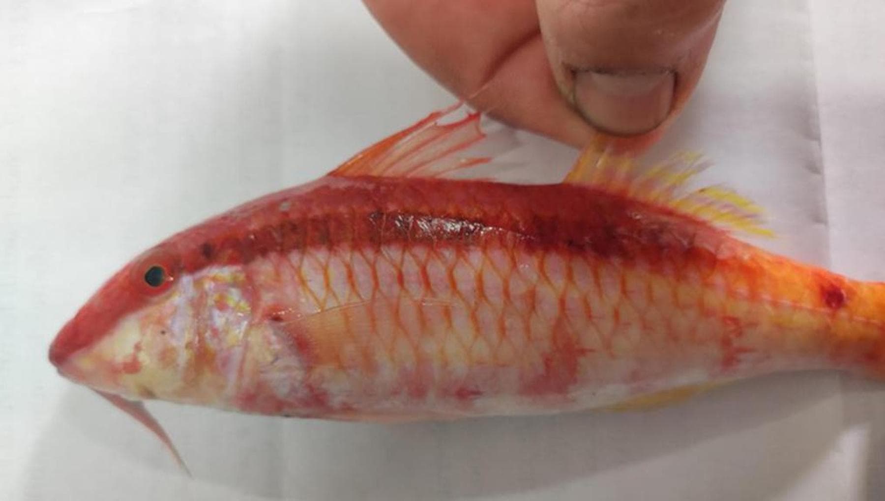La triglia tropicale del Mar Rosso arriva in Italia: nuova specie ...