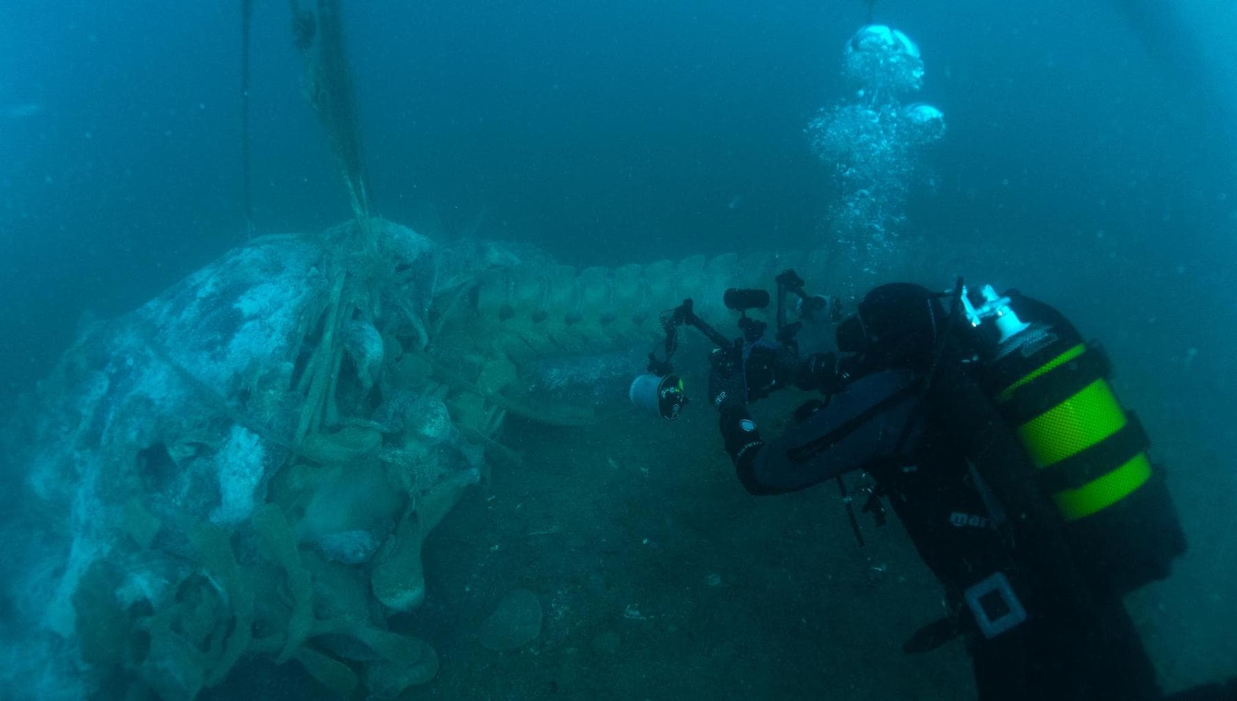 Balena ritrovata a Trieste: lo scheletro verrà recuperato e studiato ...