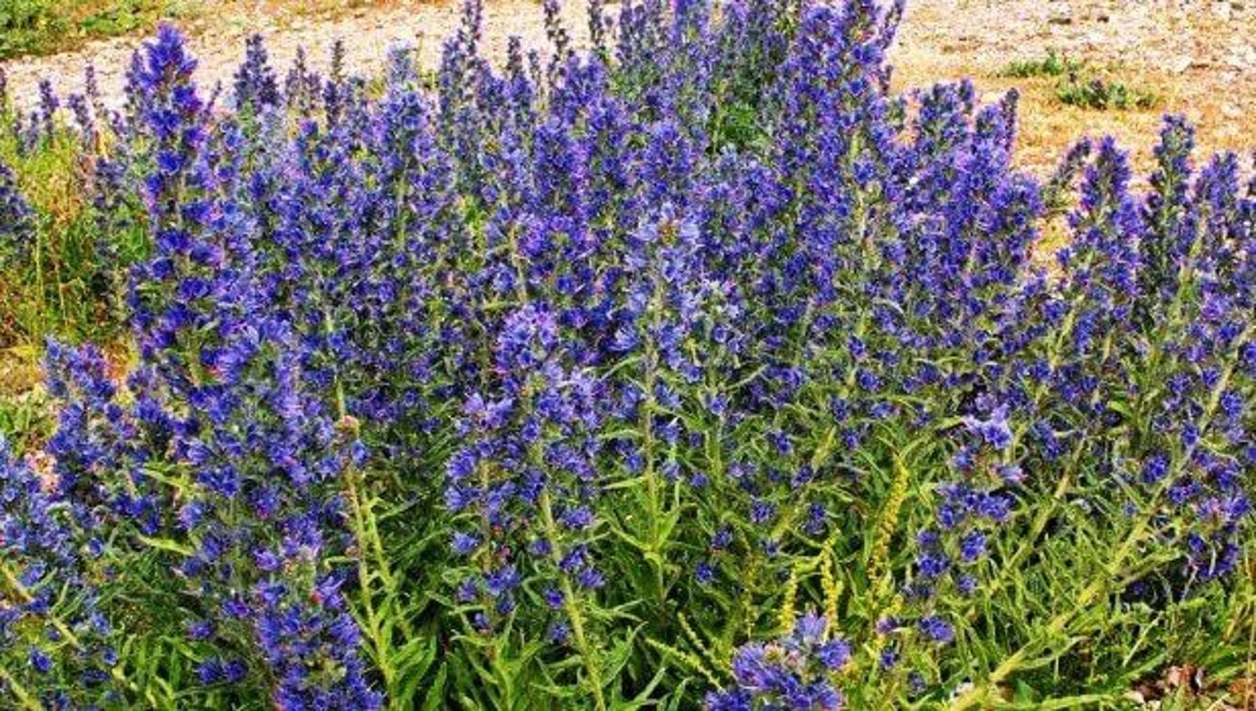Erba viperina, il blu che scaccia la malinconia - la Repubblica