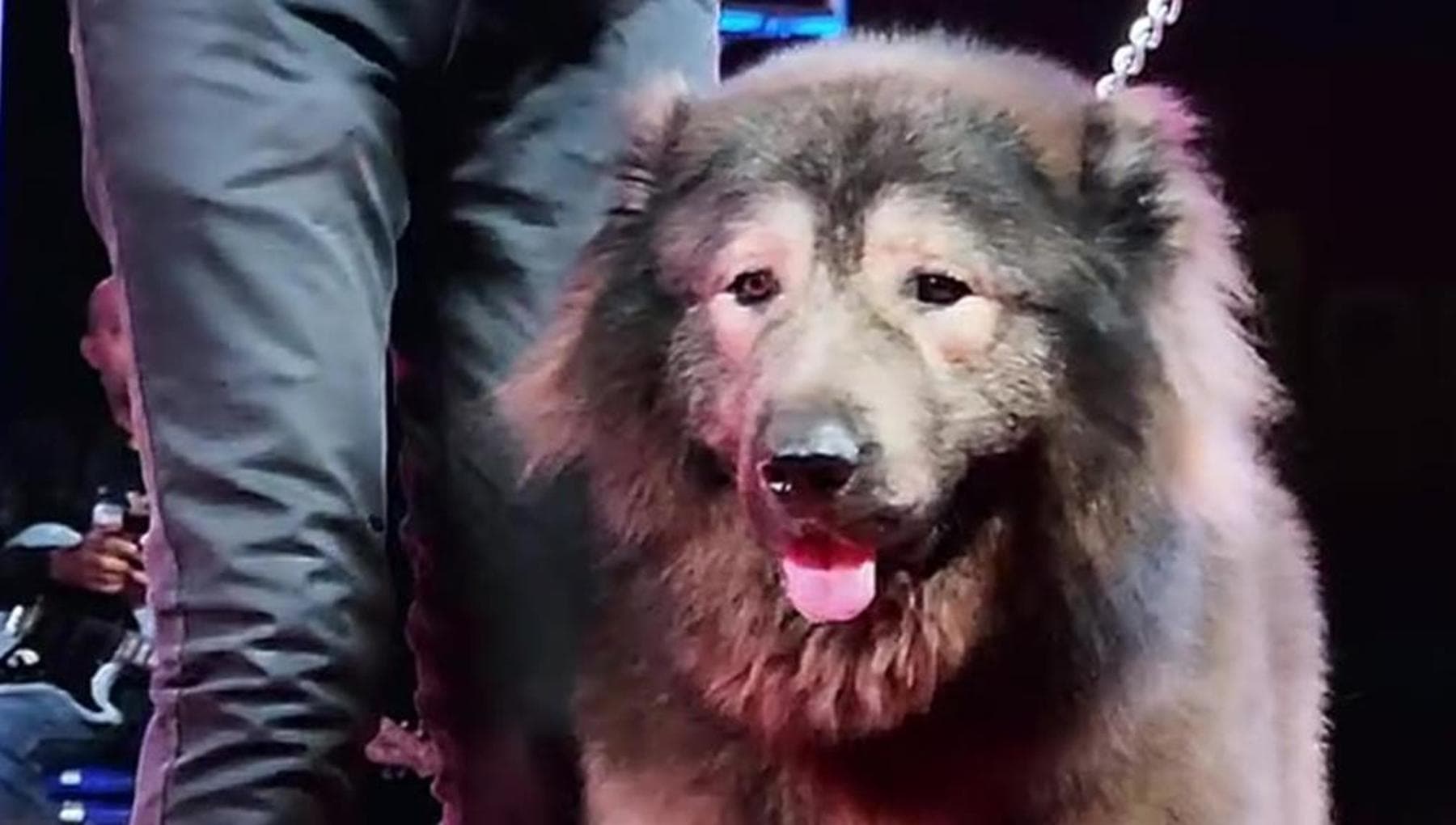 Il caso del Cadabomb Okami, il “cane più costoso al mondo”: oltre 5 ...