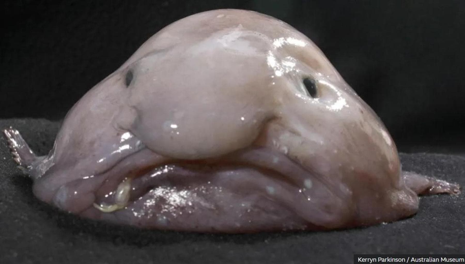 La rivincita del blobfish: “da animale più brutto del mondo” a pesce ...