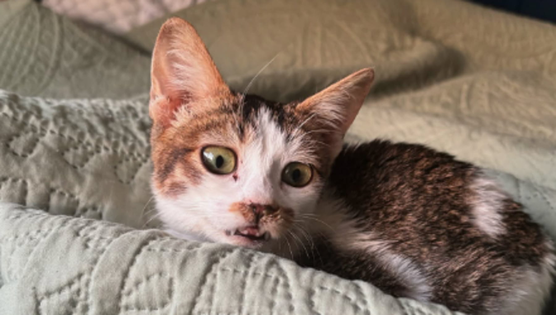 Il gatto Captain morde una mano umana ed è così che accade qualcosa di ...