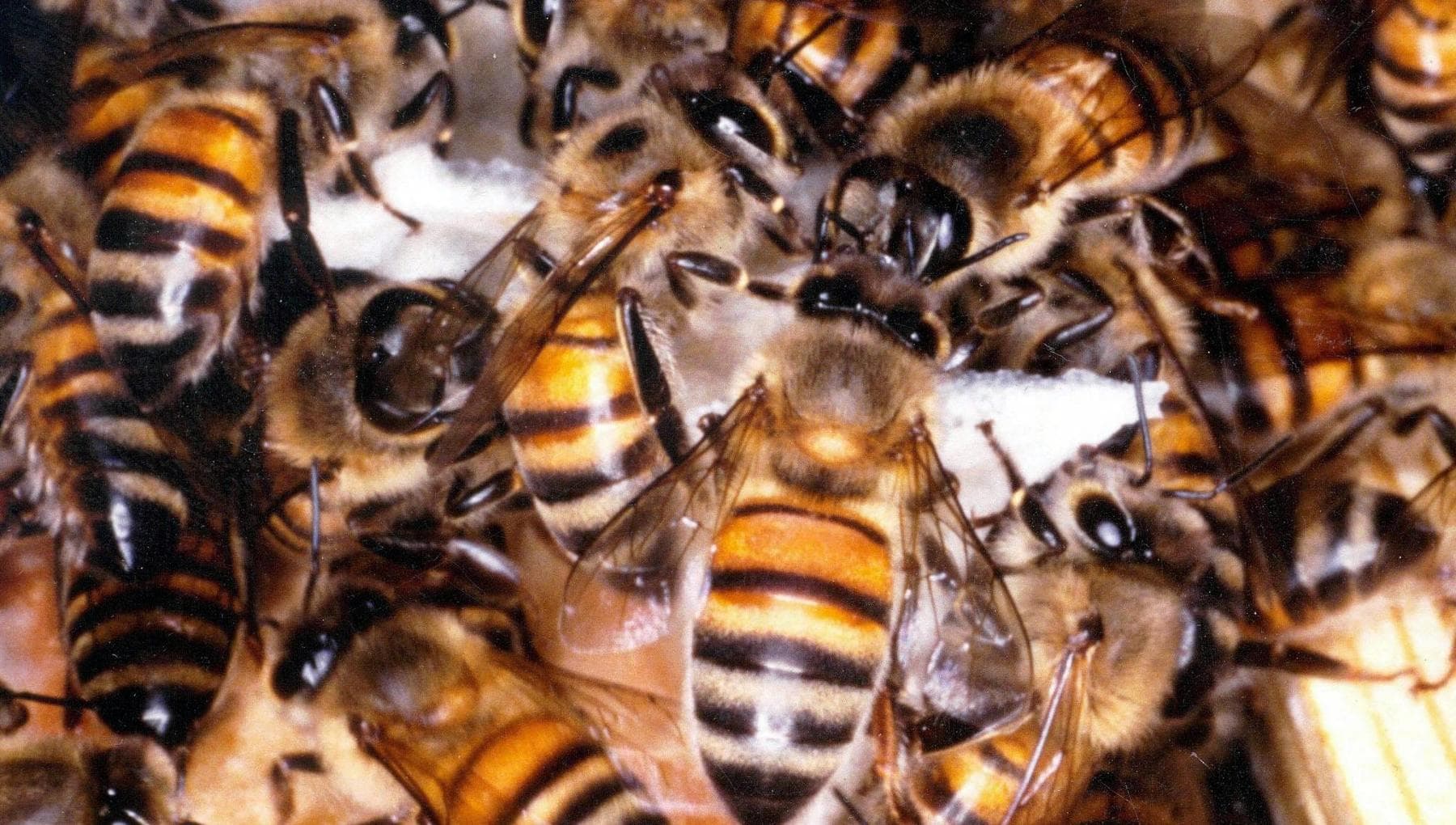 Il giallo della moria delle api, negli Usa a rischio agricoltura e ...