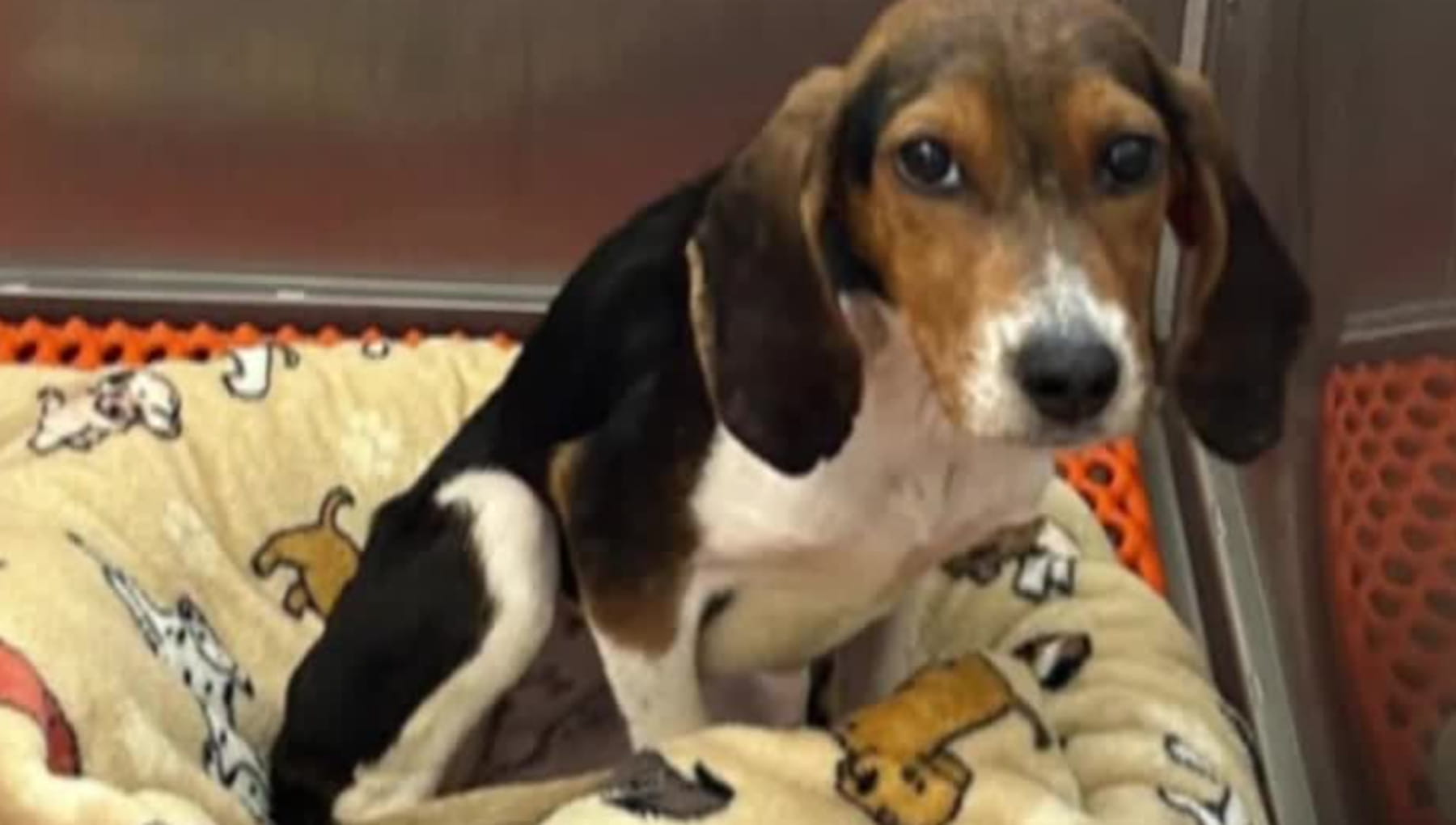 Il cane Lucy è nato con una malformazione da “uno su un miliardo”, ma ...