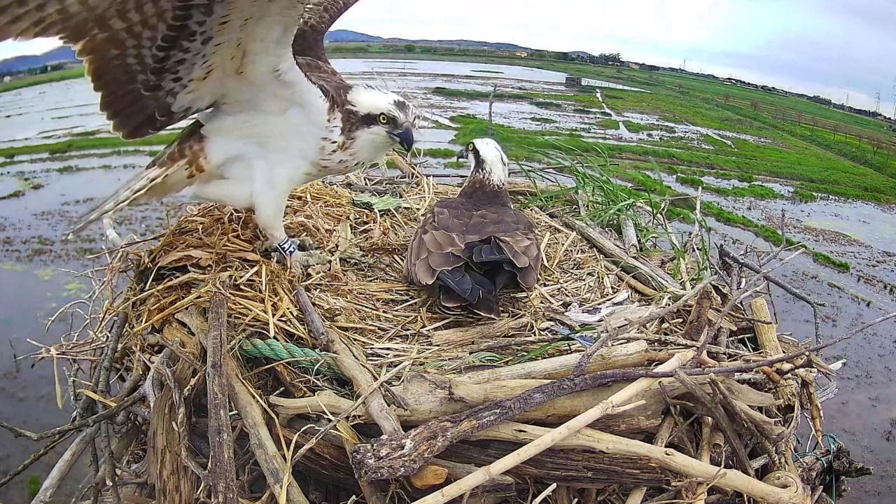 Il nido del falco pescatore: la femmina dà il cambio al maschio nella ...