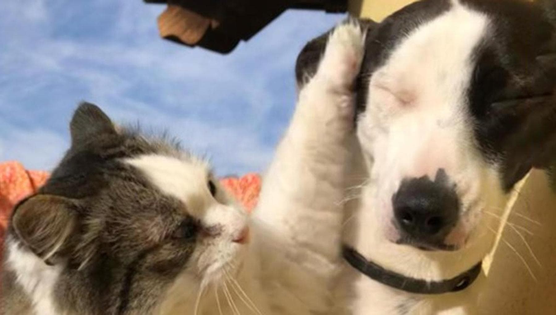 La storia di Micia e Aisha, il gatto che ha adottato un cucciolo orfano ...