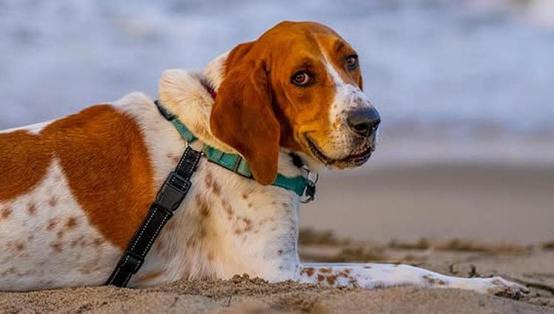 Il cane Otis, da cavia di laboratorio alle corse al mare: ogni passo ...