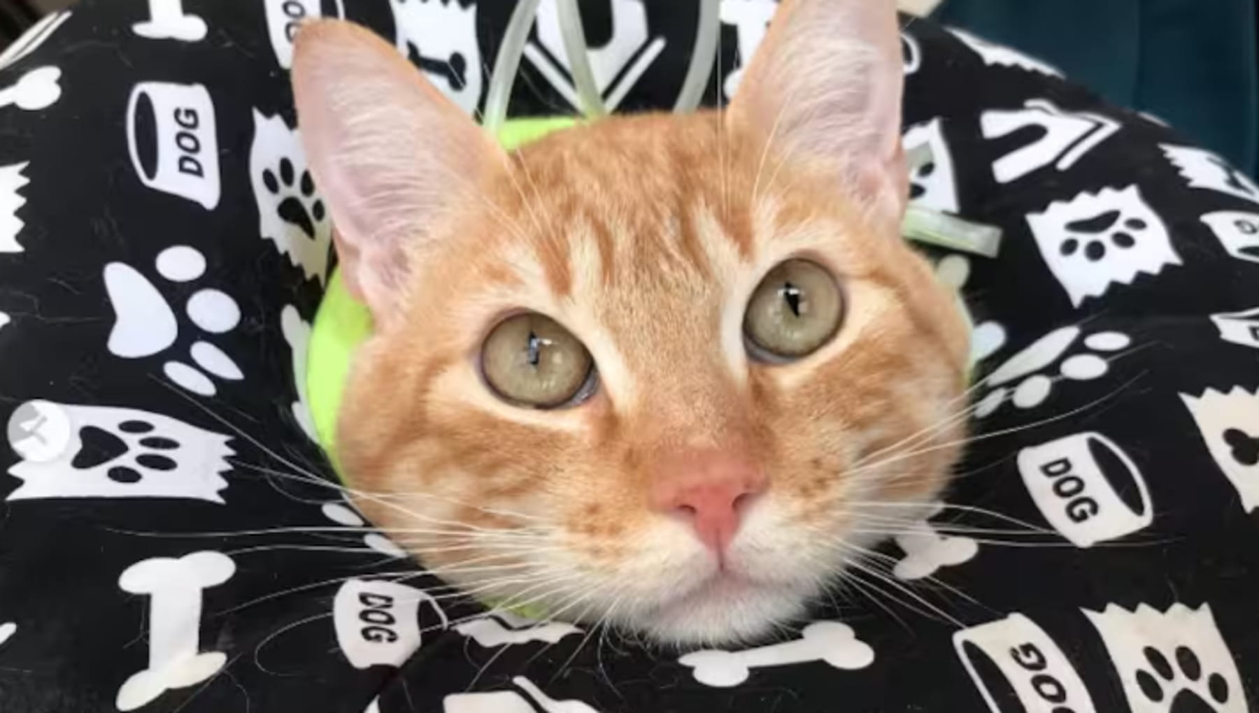 Sir Bigotes, il gatto malato che si è recato da solo in una clinica ...