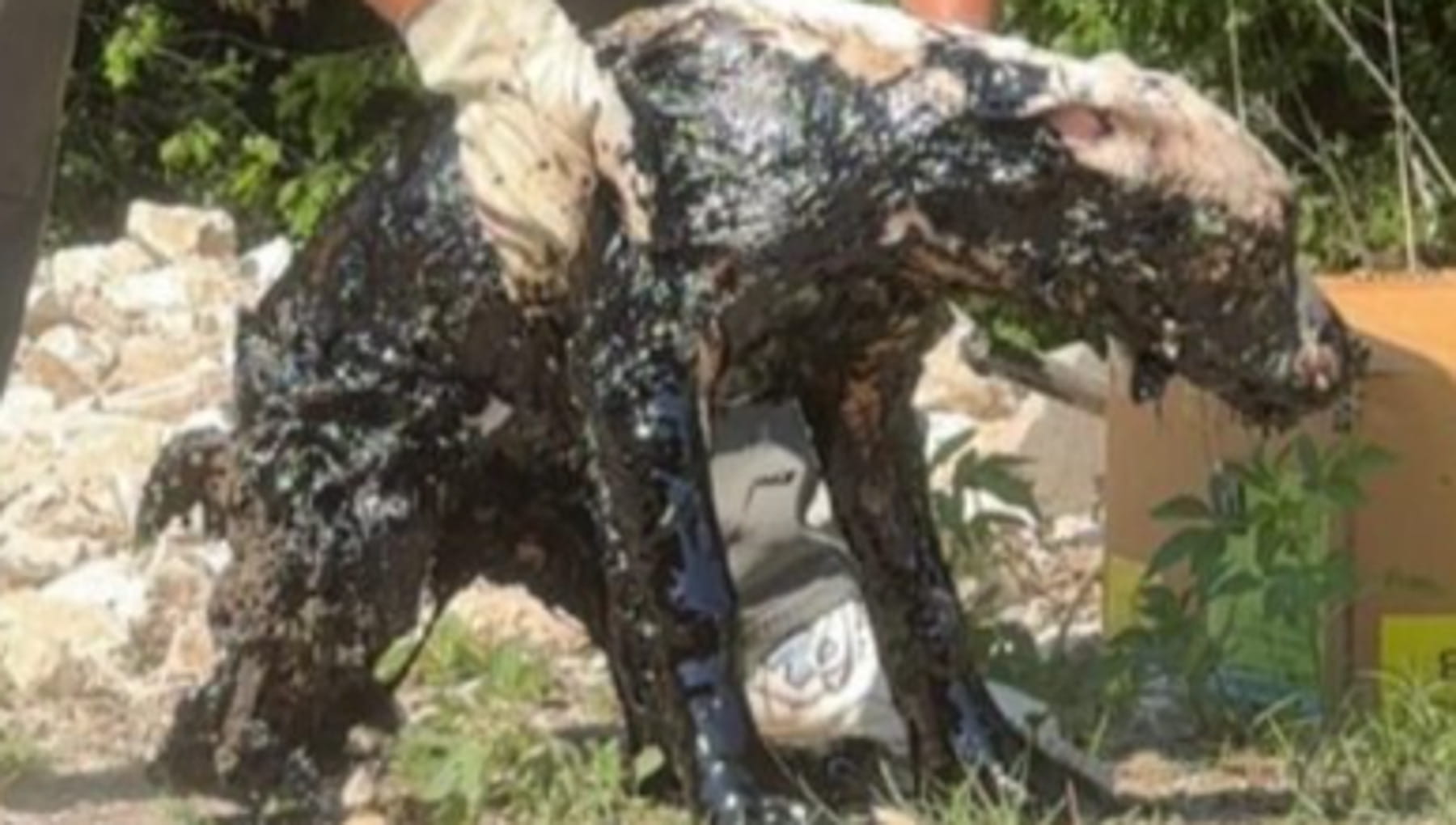 La straordinaria rinascita di Miracle e Chance, i due cani salvati da ...