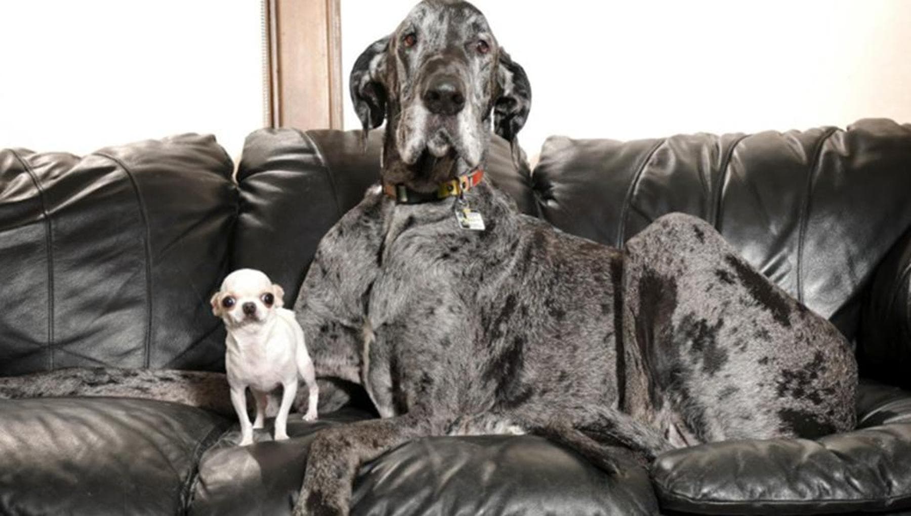 Il cane più grande del mondo Reginald incontra quello più piccolo Pearl ...