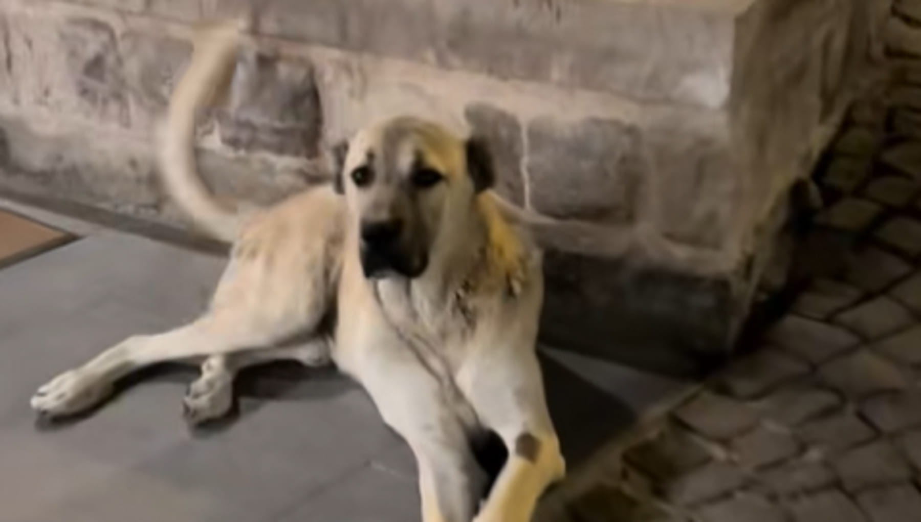 Il cane Aslan aspetta fuori dall’hotel sperando in un po’ di cibo: una ...
