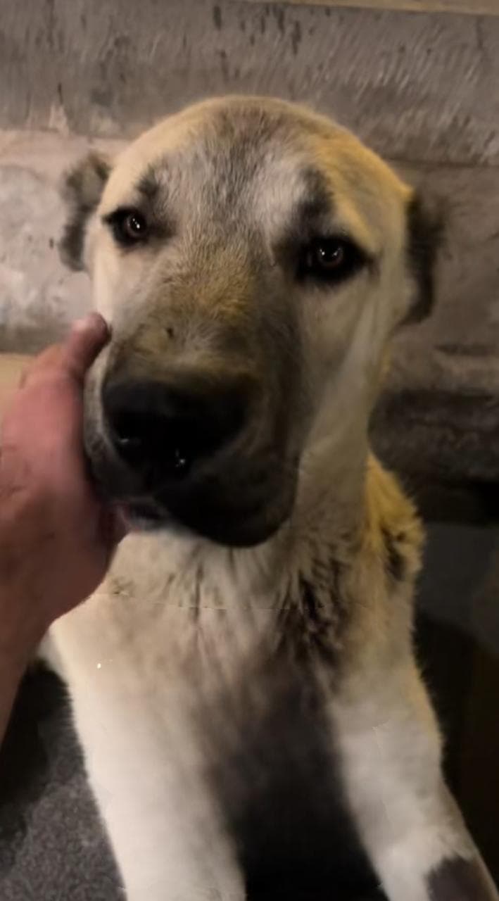 Il cane Aslan aspetta fuori dall’hotel sperando in un po’ di cibo: una ...