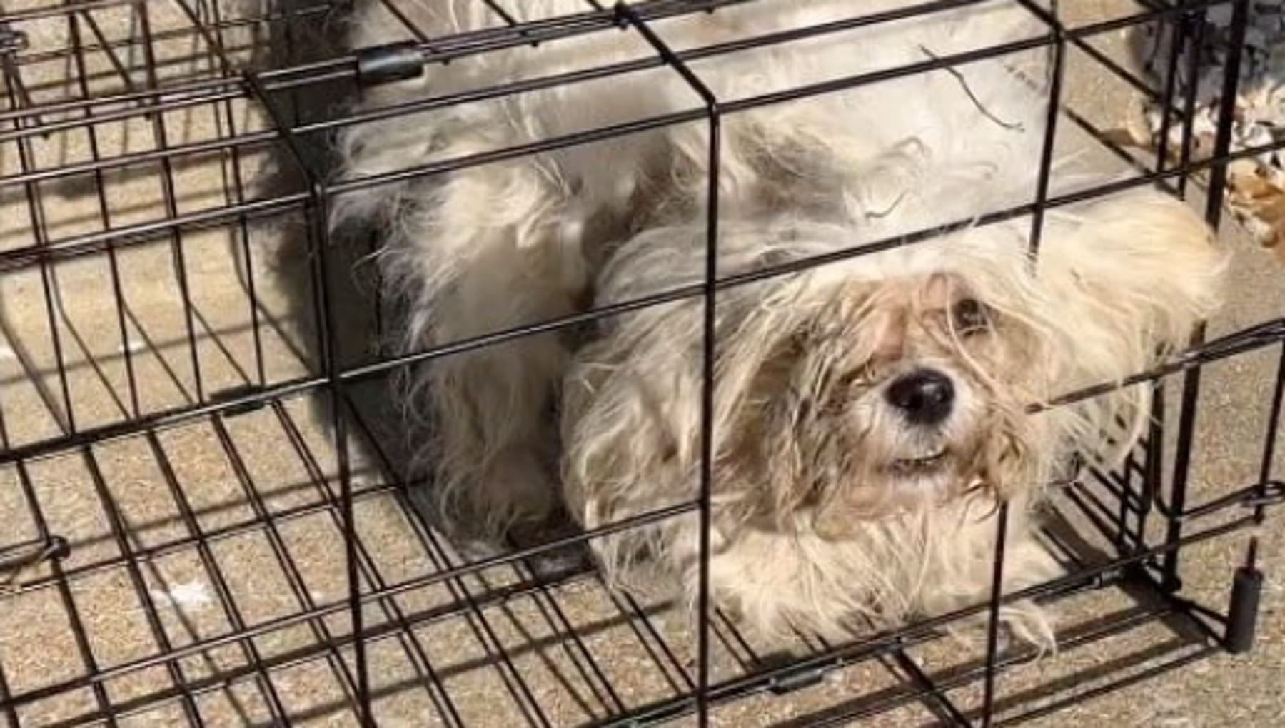Un pianto nella notte, così il cane Mopley Crue è stato trovato ...