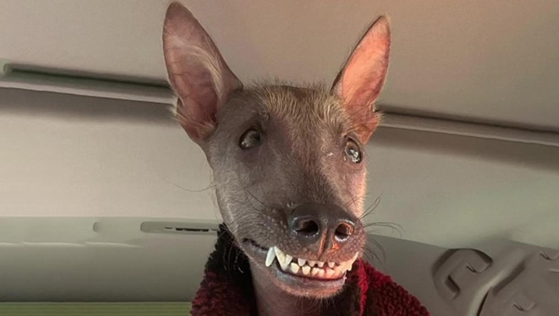 Il sorriso smagliante di Nina, il cane “super raro” nato con un difetto ...