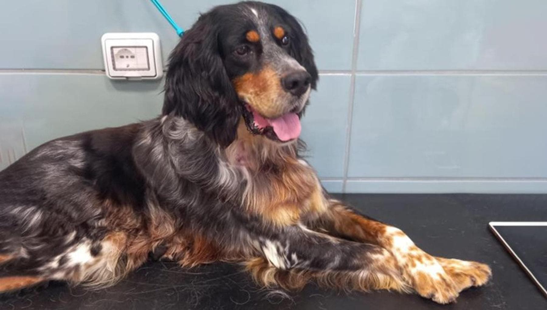 Pippo, il cane Setter inglese di Torino ancora in cerca di casa: “È ...