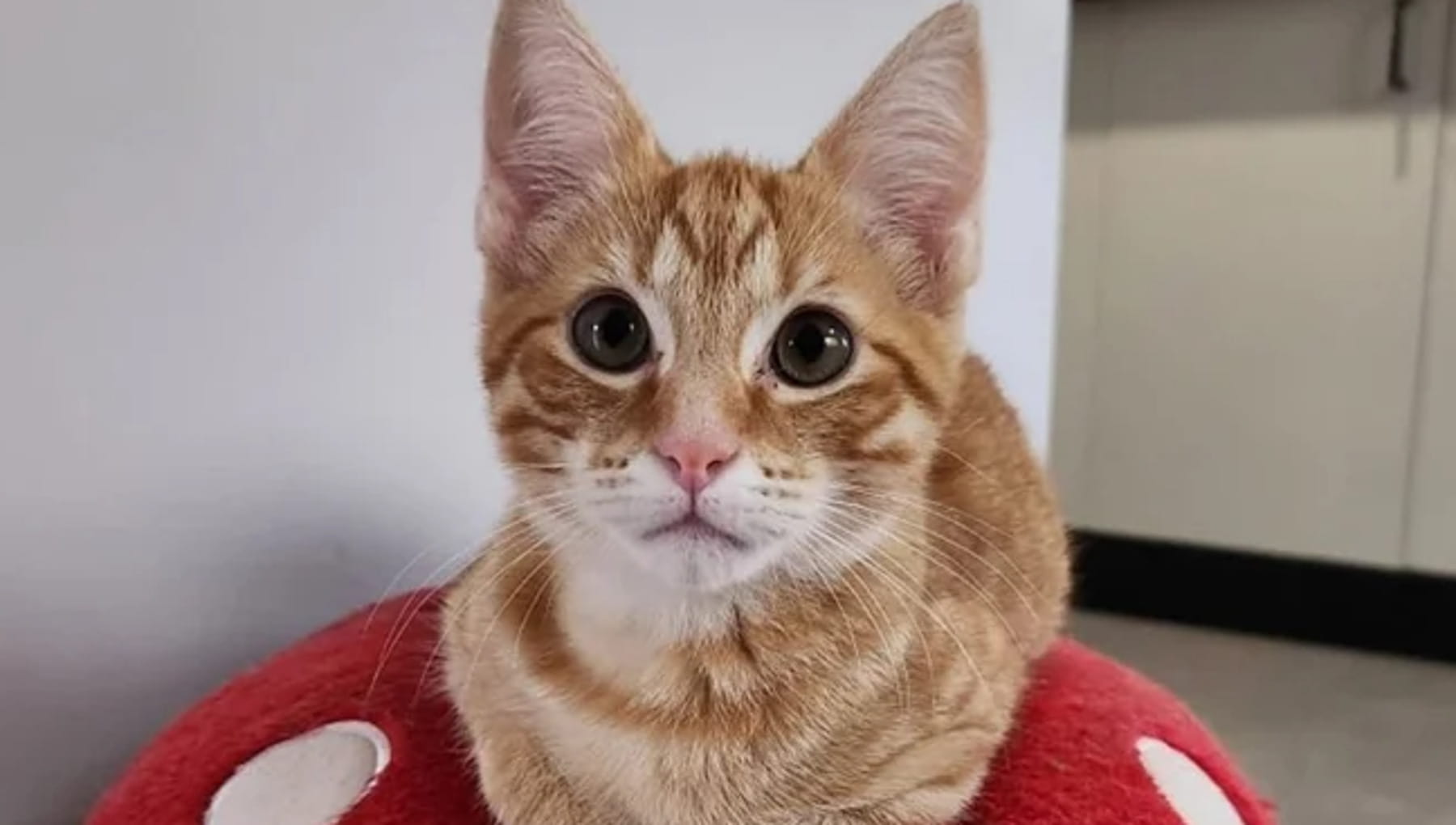Nonostante una zampa rotta, il gatto Baker ha sfidato il dolore e ...