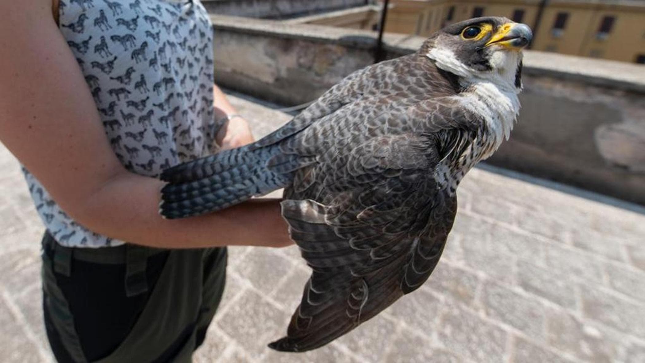 Roma, falco pellegrino ucciso a fucilate. Lipu: "Informeremo la ...