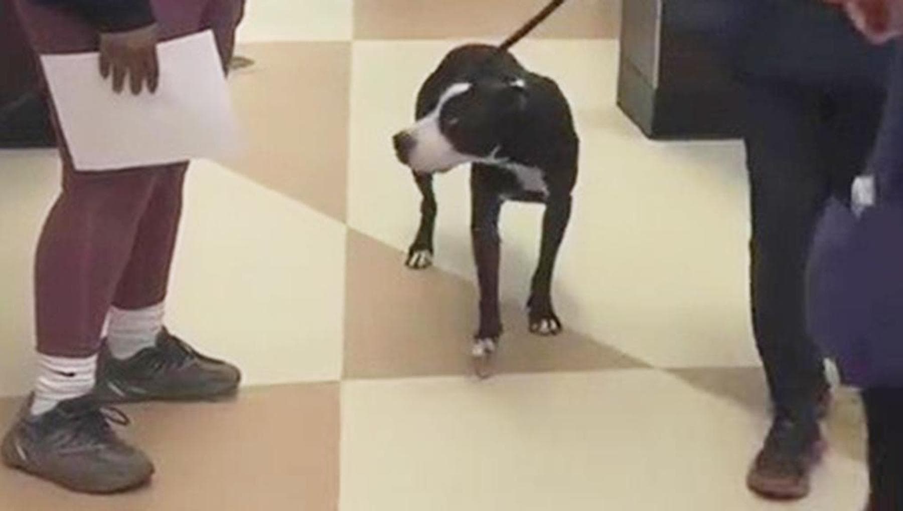 Il cane Bruce salvato pochi minuti prima dell’eutanasia, lo avevano già ...