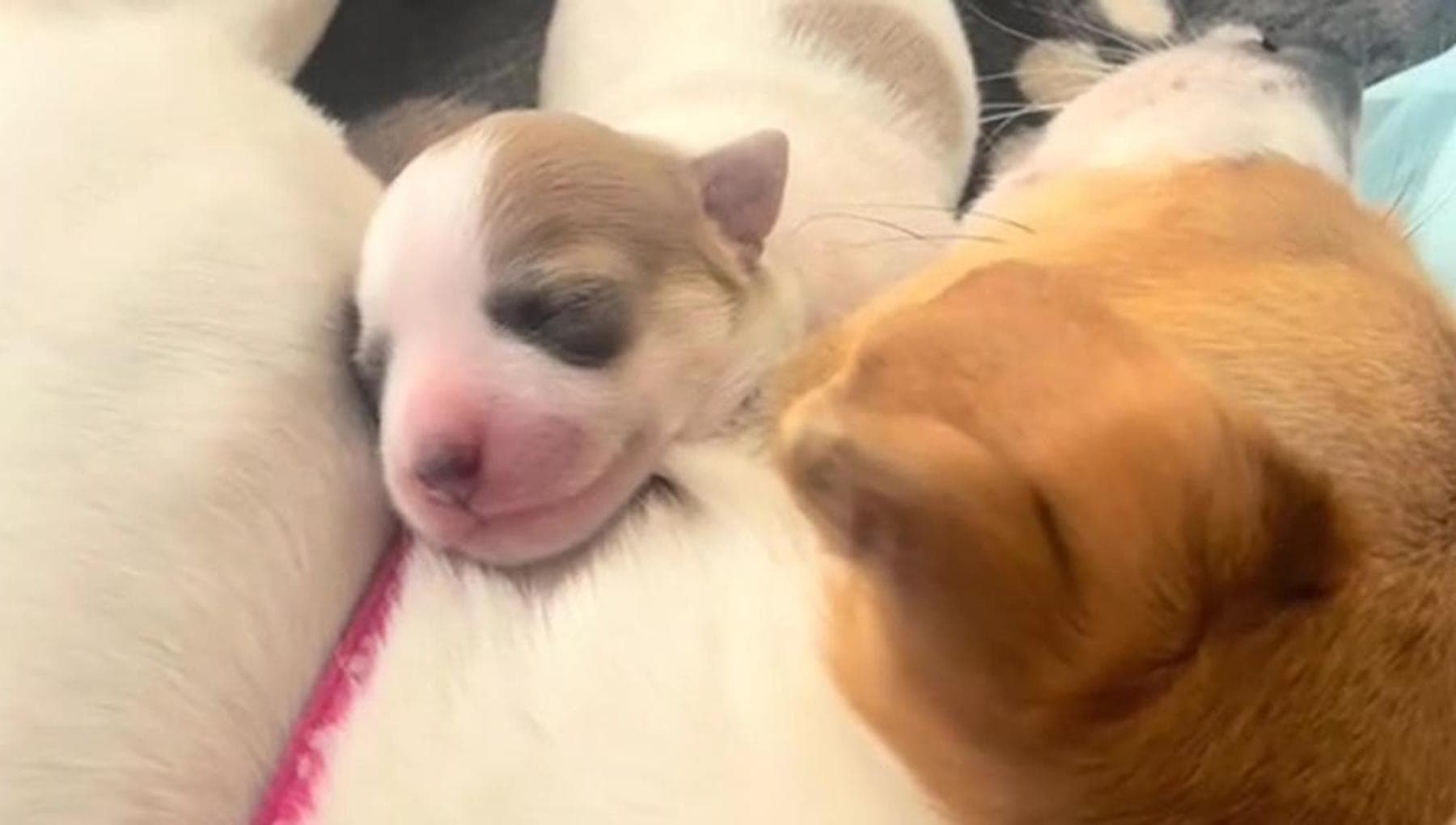Scottie, il cane adottato che nascondeva un segreto: “Ne volevamo uno e ...