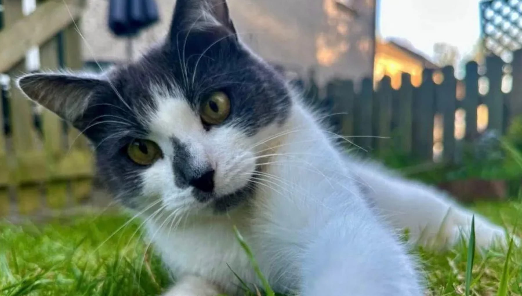 Sale su un furgone e finisce a 650 chilometri da casa: “Ora il gatto ...