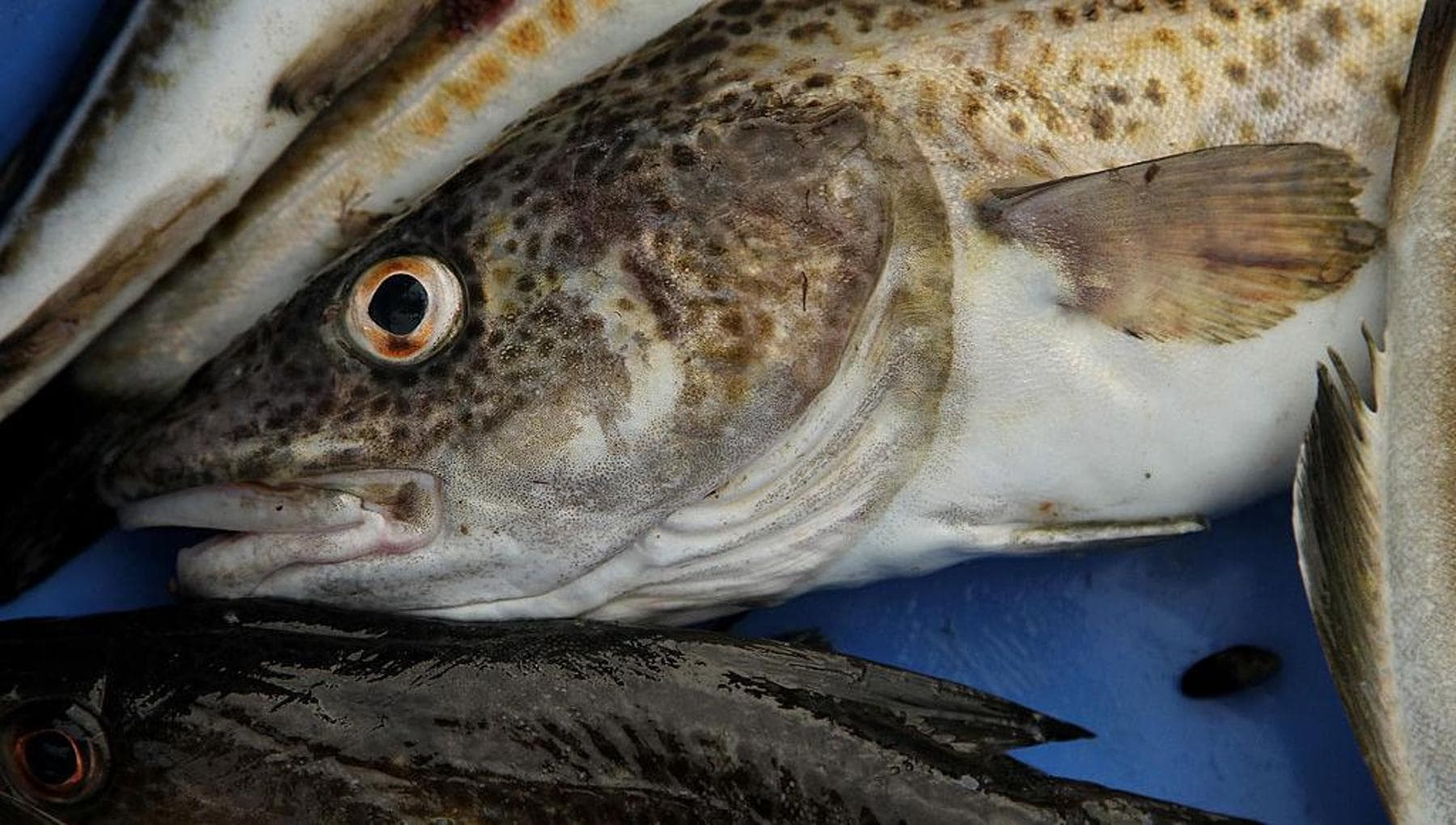 Merluzzi sempre più piccoli per colpa della pesca eccessiva - la Repubblica
