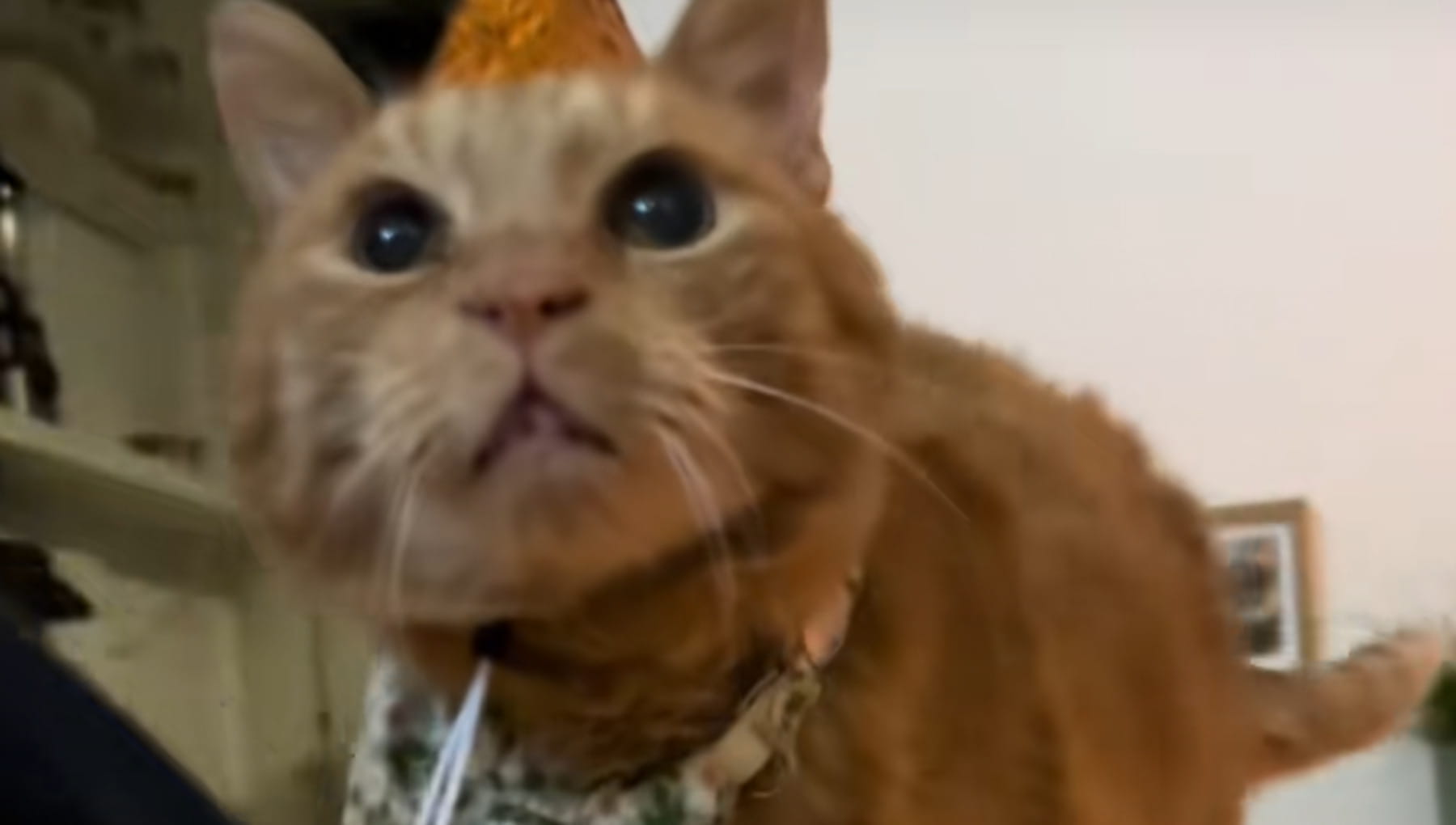 Il primo compleanno del gatto Martin: una nuova vita per dimenticare i ...