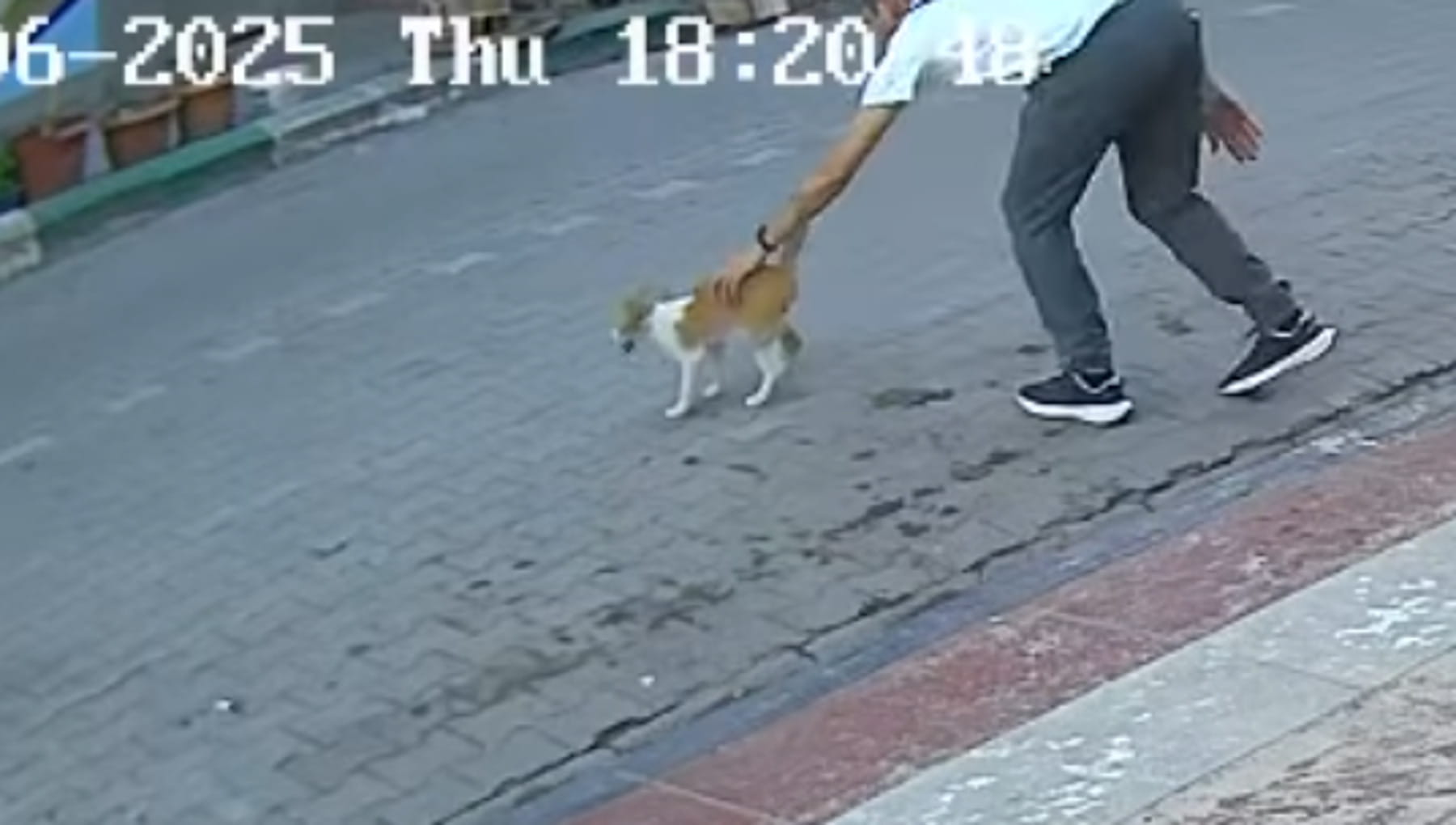 Vede un gatto comportarsi in modo strano per strada, poi dovrà ...