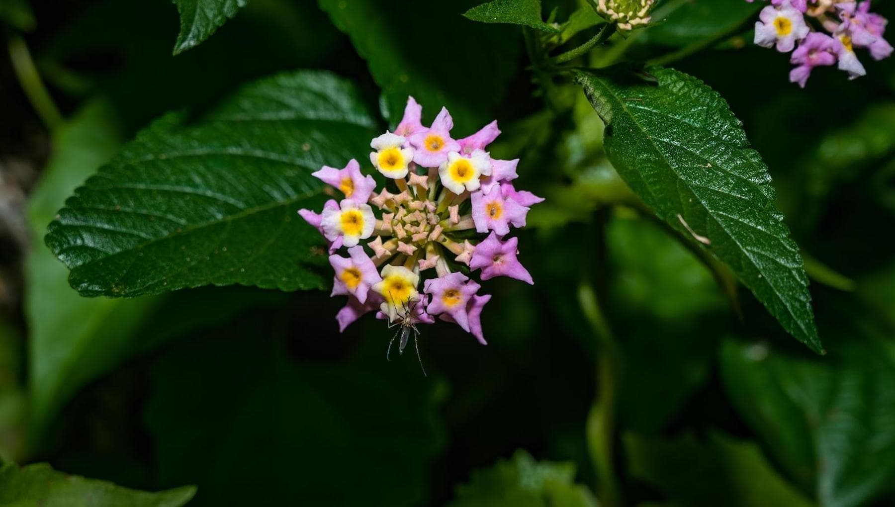 Lantana: varietà, coltivazione e cura - la Repubblica