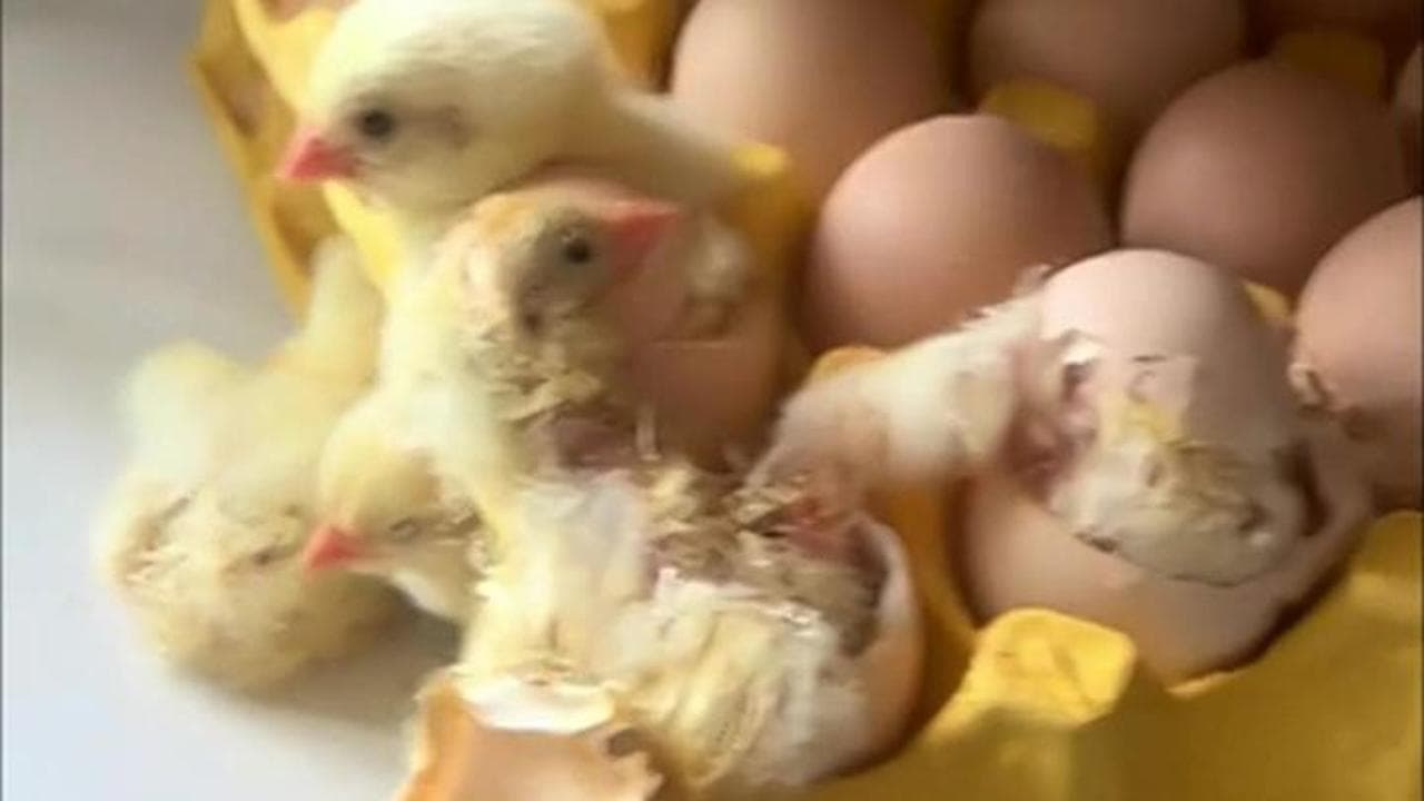 Manca due giorni da casa e quando torna trova 70 pulcini nati dalle ...