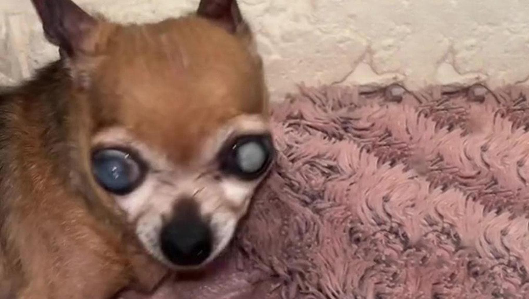 Il cane cieco “che odia l’umanità” ma conquista il mondo: la storia ...