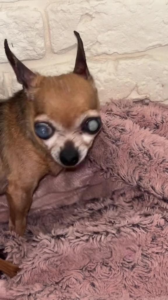 Il cane cieco “che odia l’umanità” ma conquista il mondo: la storia ...