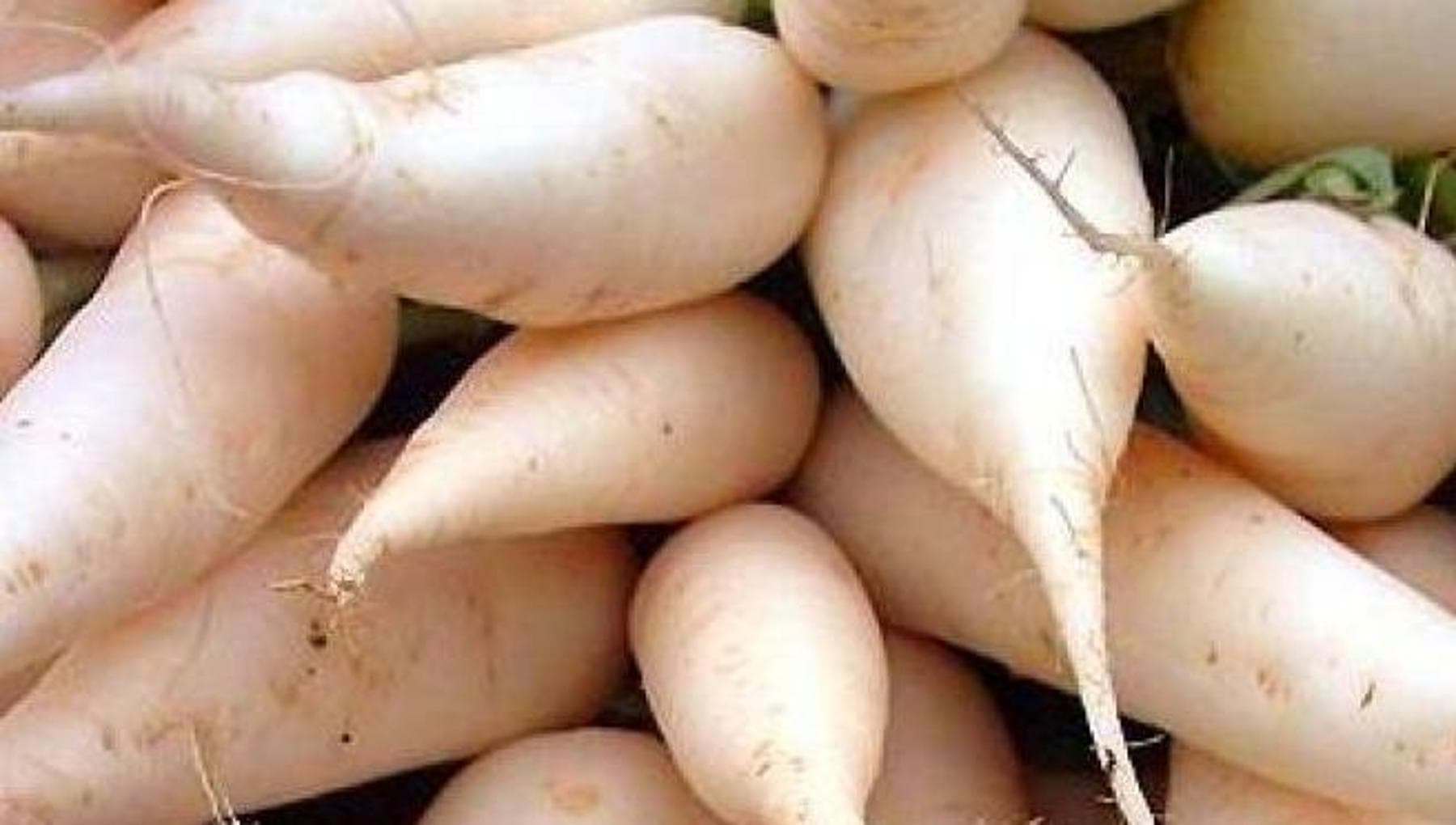In Basilicata il rafano è protagonista in cucina. E ora anche nel sushi ...