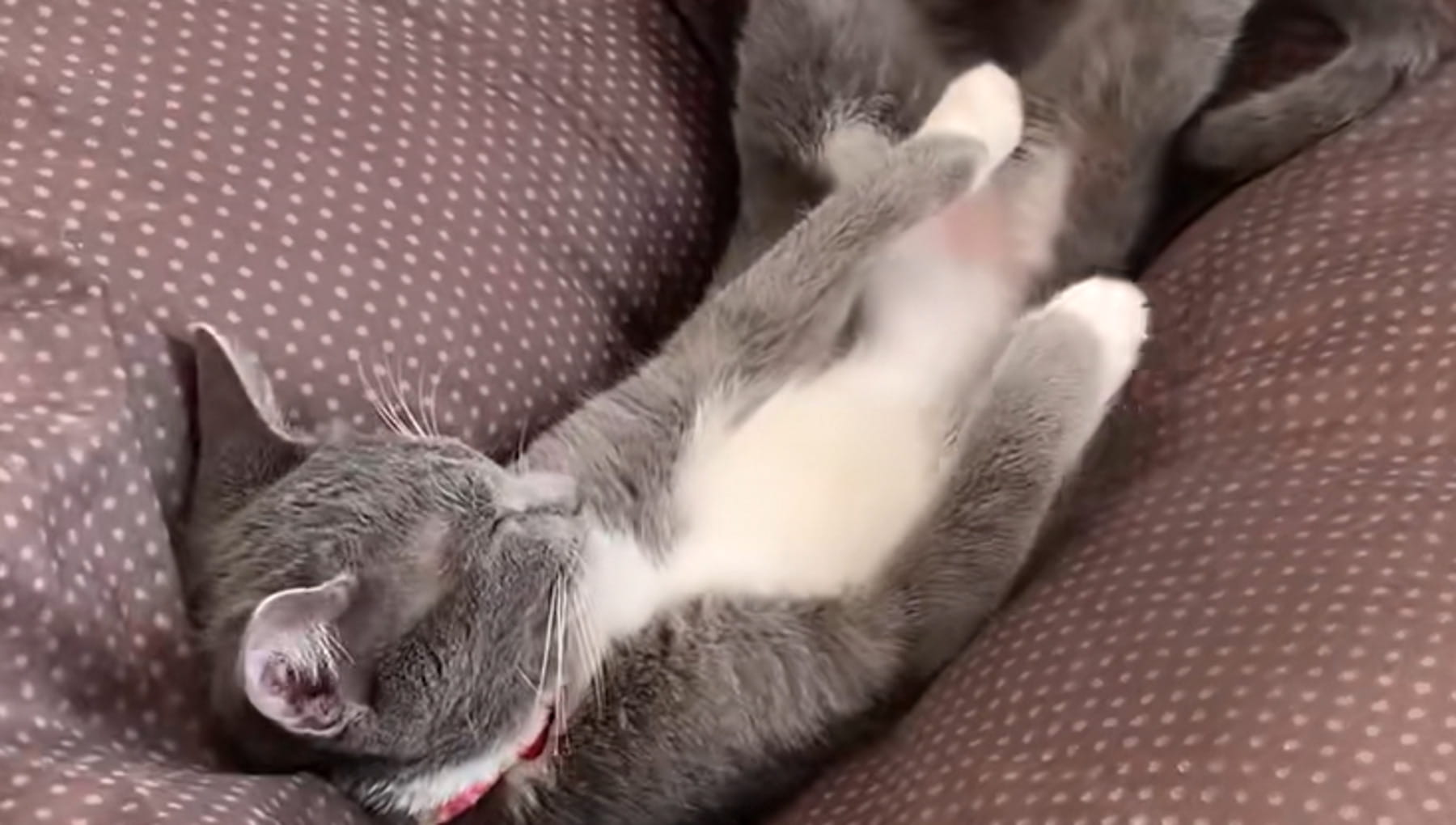 Il gatto Julie ha le idee chiare su dove dormire e firma uno sfratto ...
