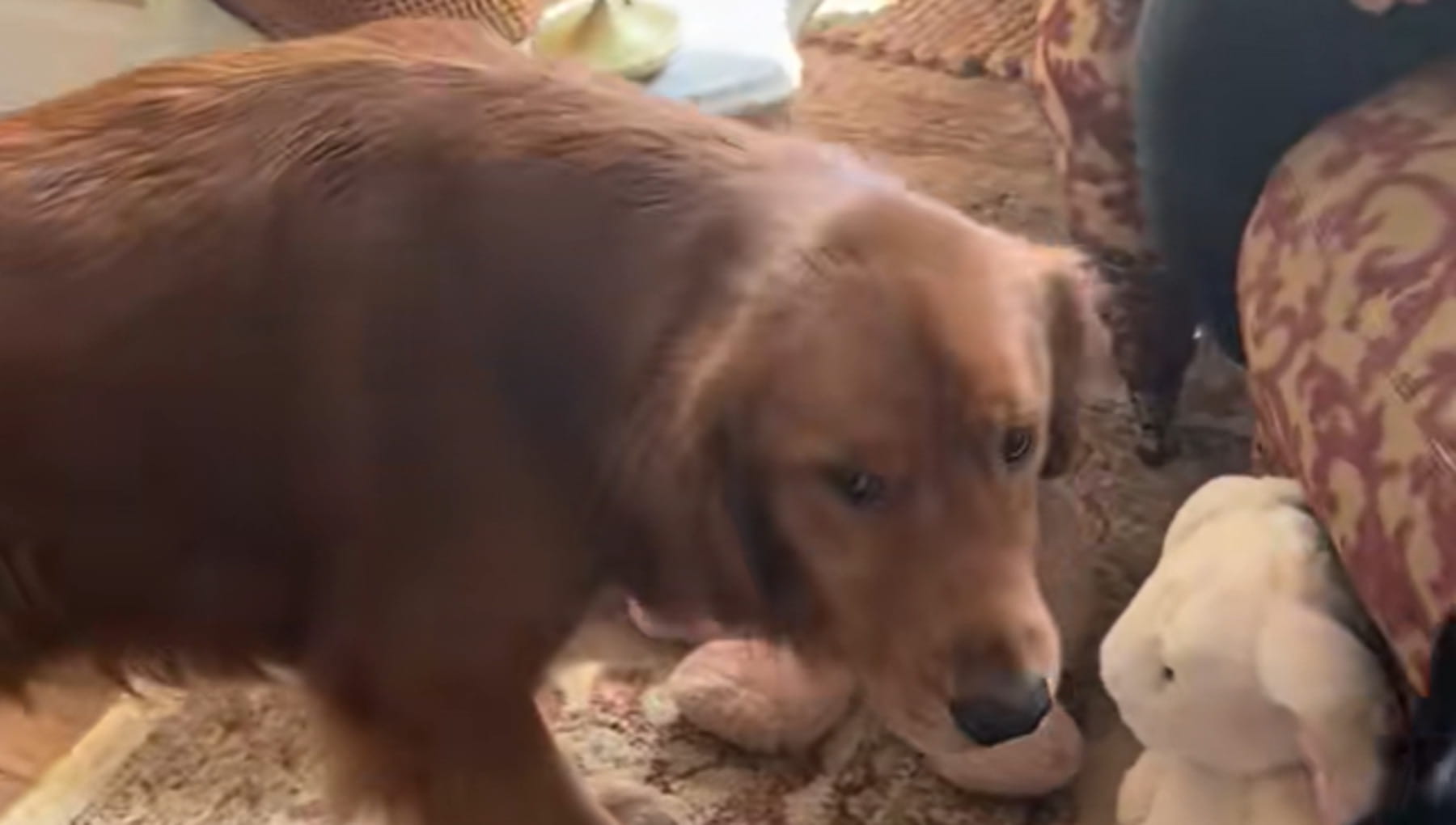 Si fa male giocando, ma il cane Buzz riceve un regalo speciale per ...
