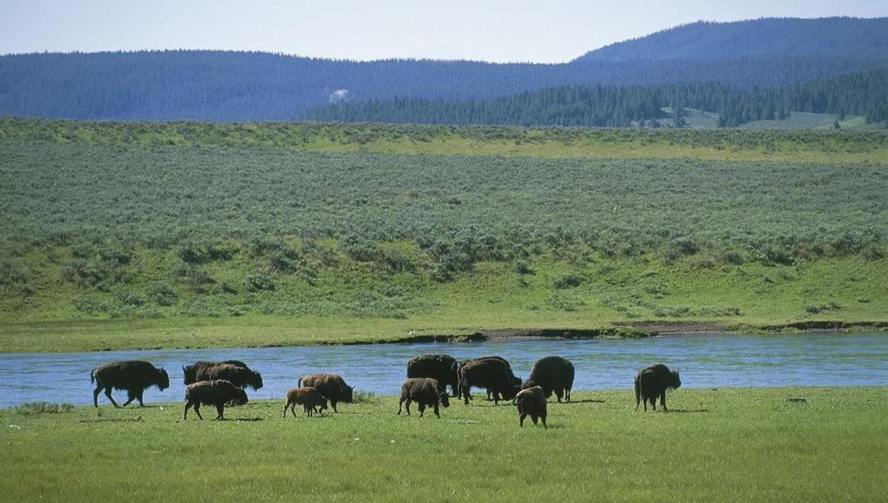 Perché il ritorno dei bisonti è una svolta per le praterie - la Repubblica