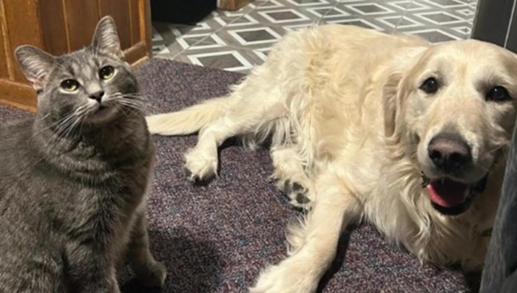 Il cane Bruce soffre di ansia e non vuole rimanere da solo a casa, ma ...
