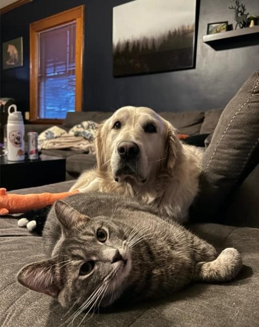Il cane Bruce soffre di ansia e non vuole rimanere da solo a casa, ma ...