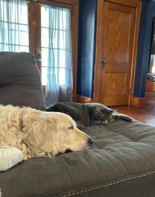Il cane Bruce soffre di ansia e non vuole rimanere da solo a casa, ma ...