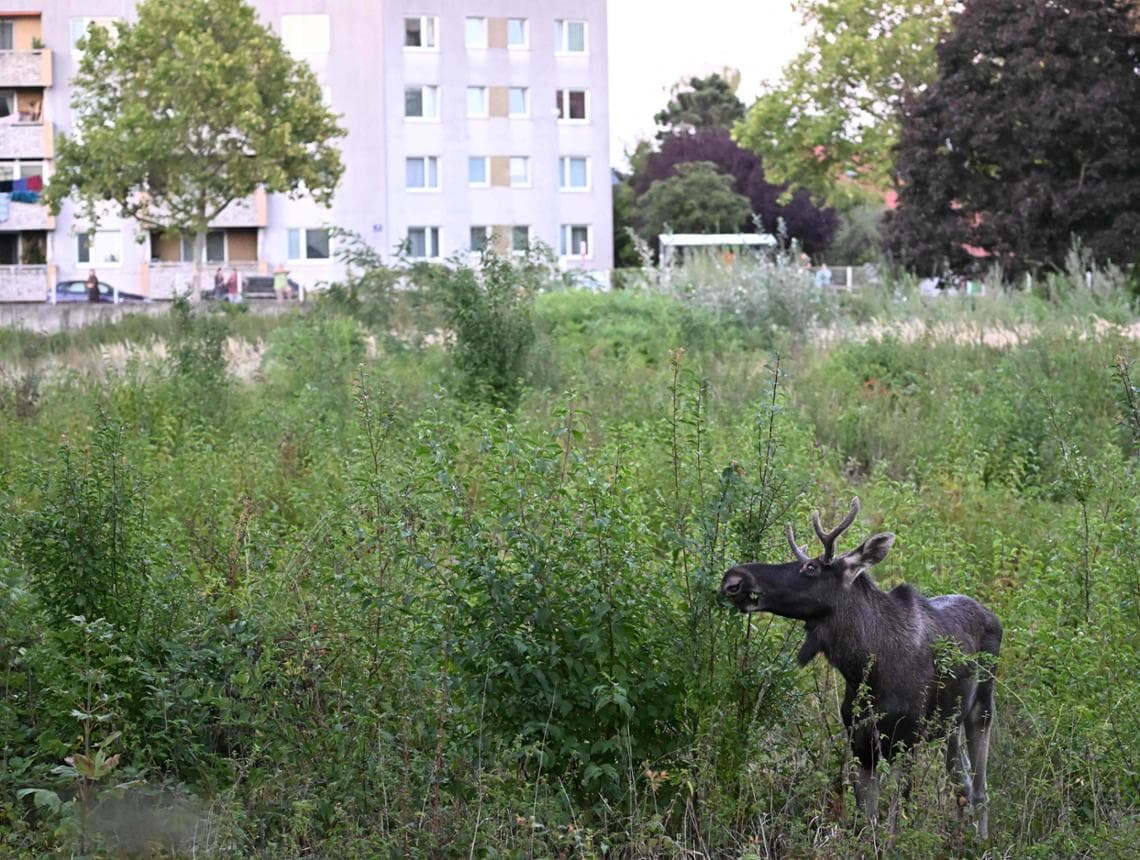 Emil, l’alce che ha rapito il cuore della Bassa Austria - La Stampa