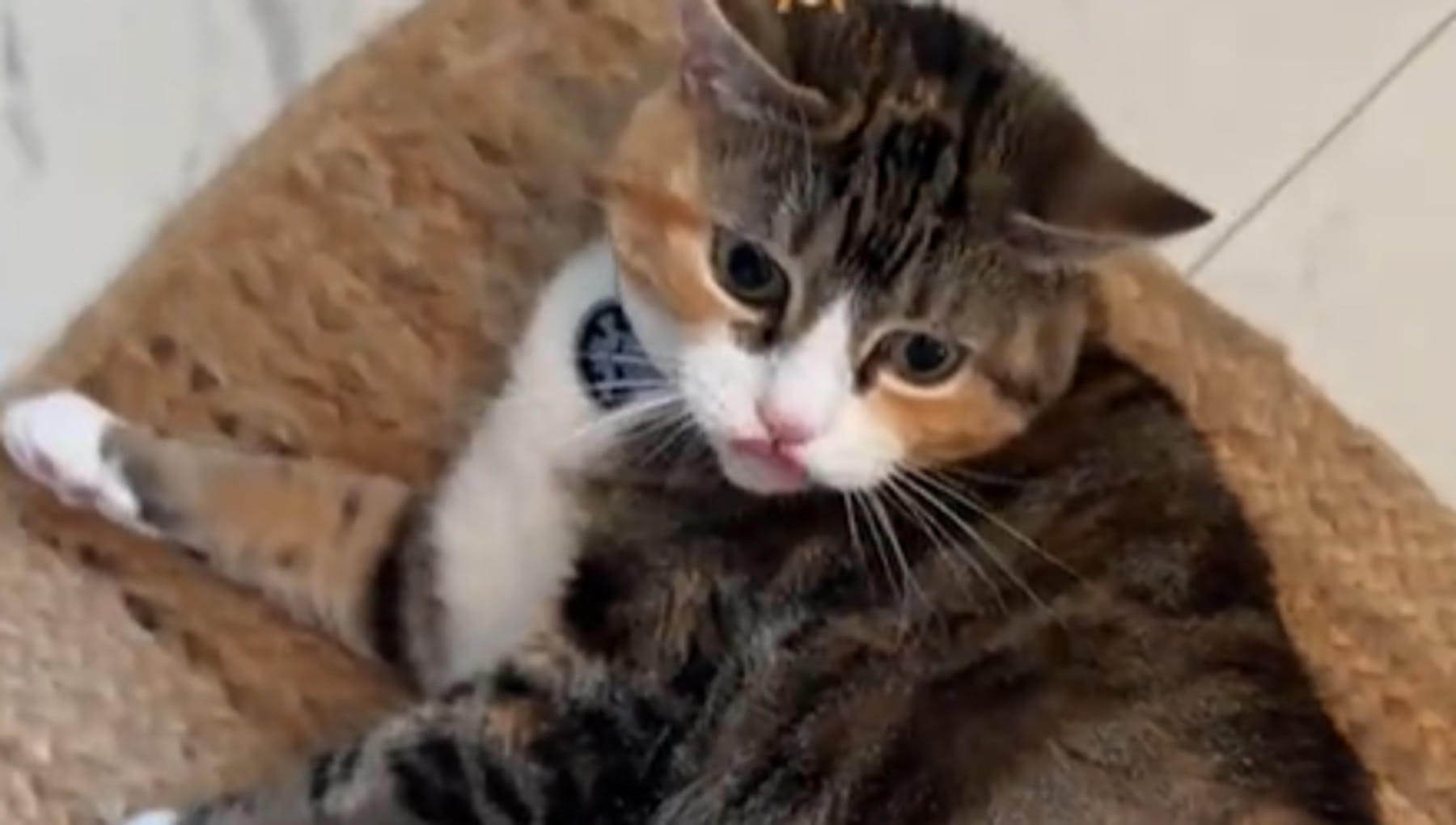 Il gatto Lou dovrebbe perdere peso, ma nonostante gli sforzi della sua ...