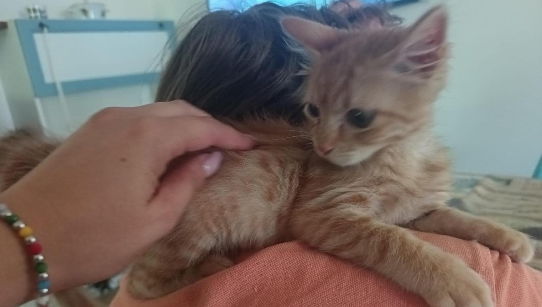 Miele, il gatto alla ricerca di una famiglia a cui addolcire le ...