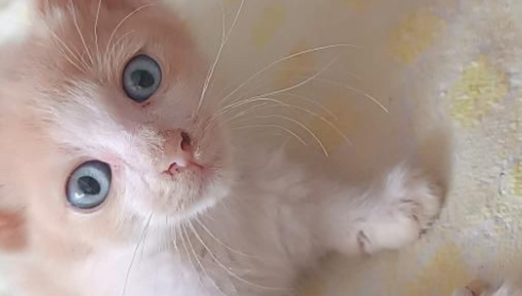 La nuova vita di Srecko, il gatto sopravvissuto a una caduta mortale ...