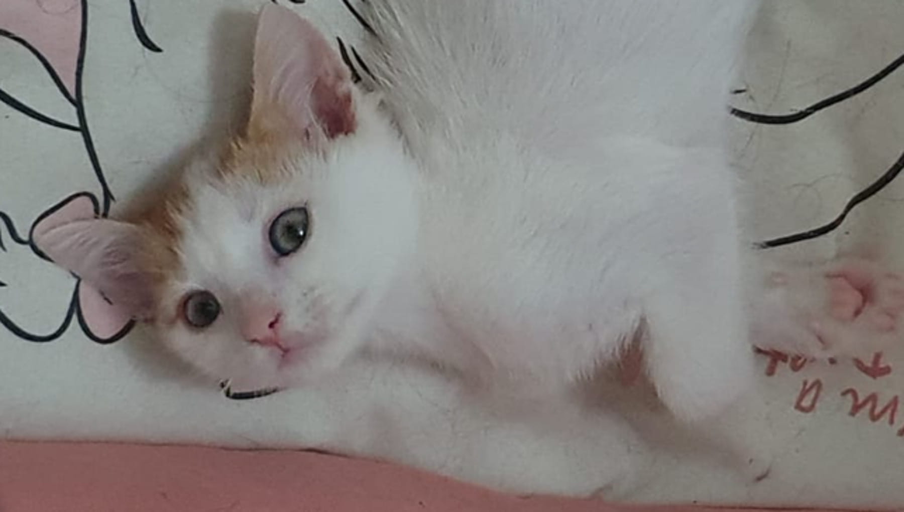 La ricetta per la felicità di Jerry, gatto abbandonato in farmacia a ...