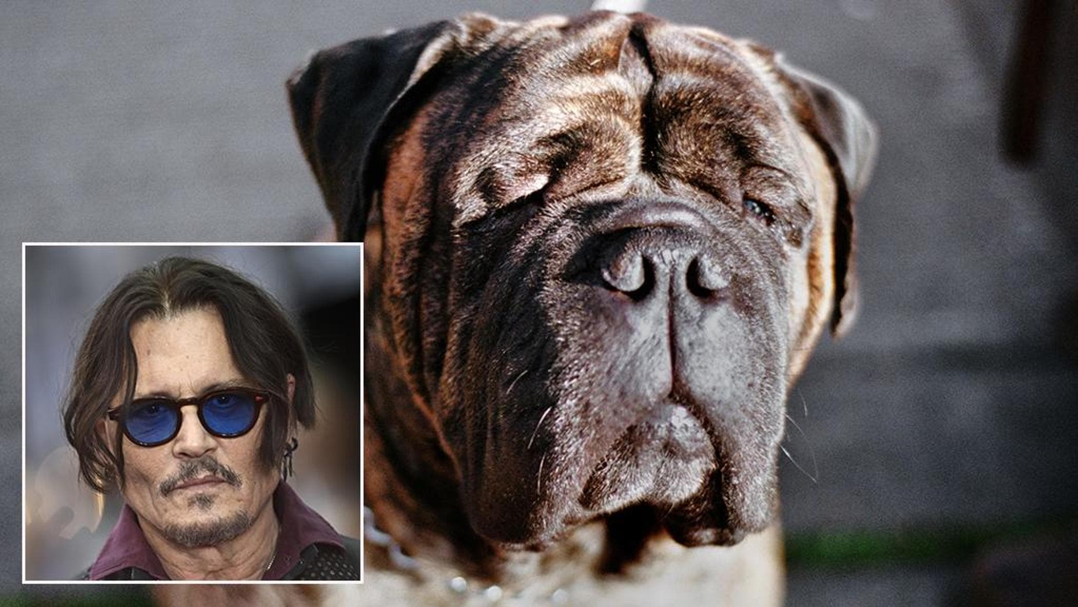 L’attore Johnny Depp nei guai per il cane: il Bullmastiff uccide due ...