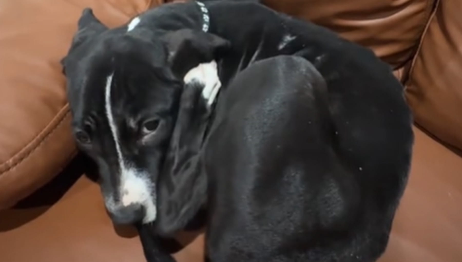 Adottano un cucciolo denutrito, ma il cane Bruce nasconde un segreto ...